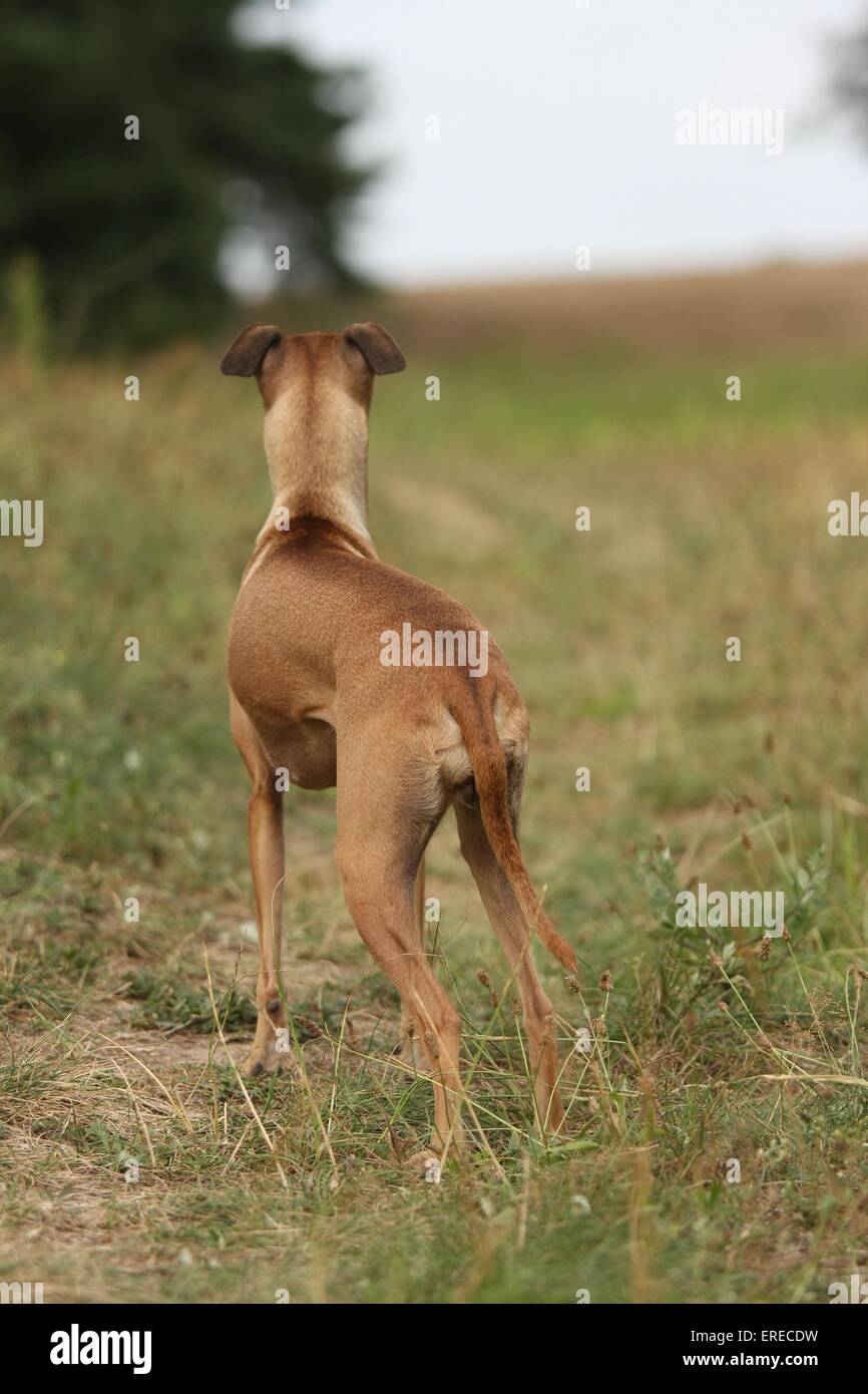 Brown greyhound hi-res stock photography and images - Alamy