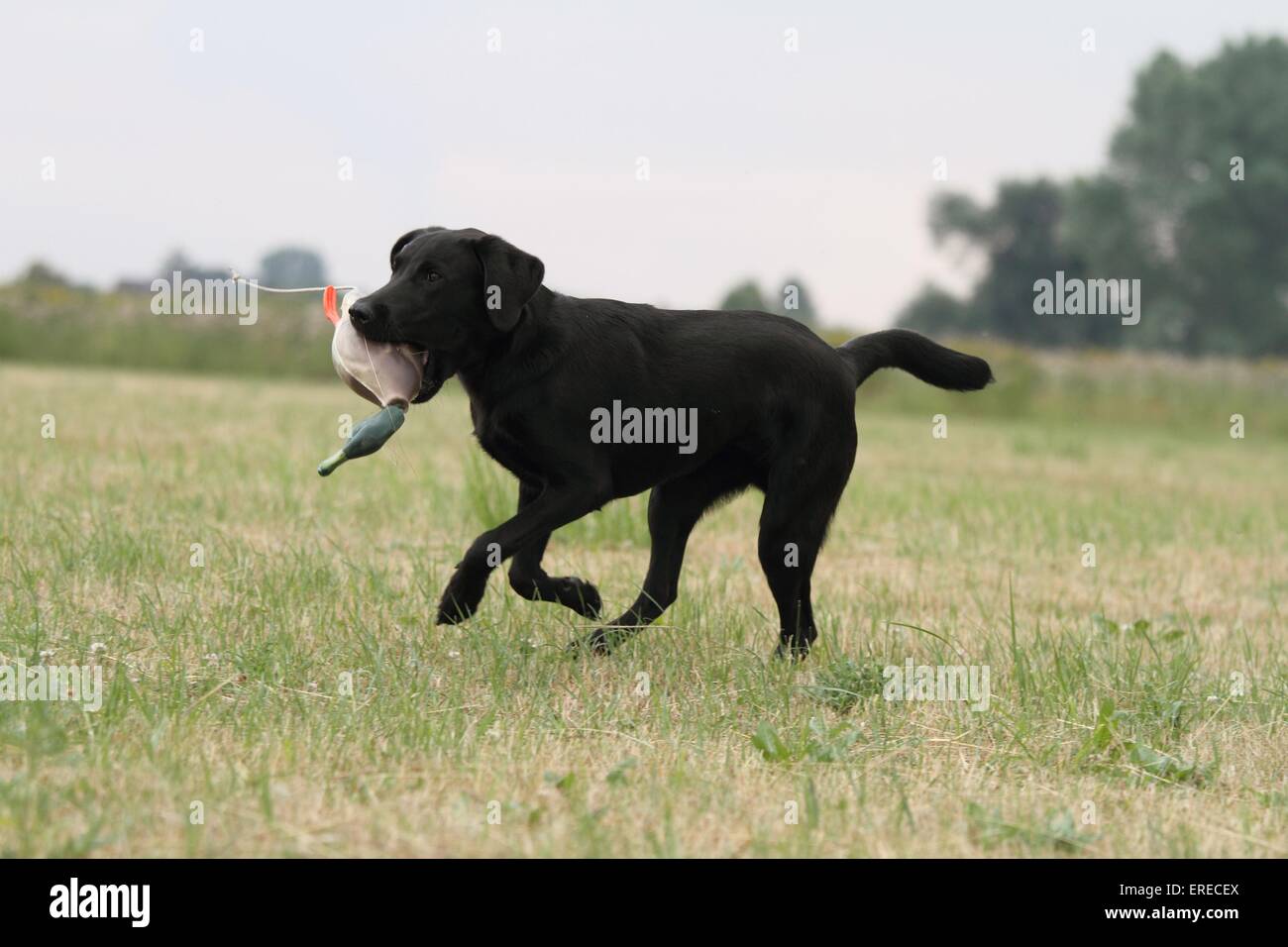 retrieving Labrador Retriever Stock Photo - Alamy