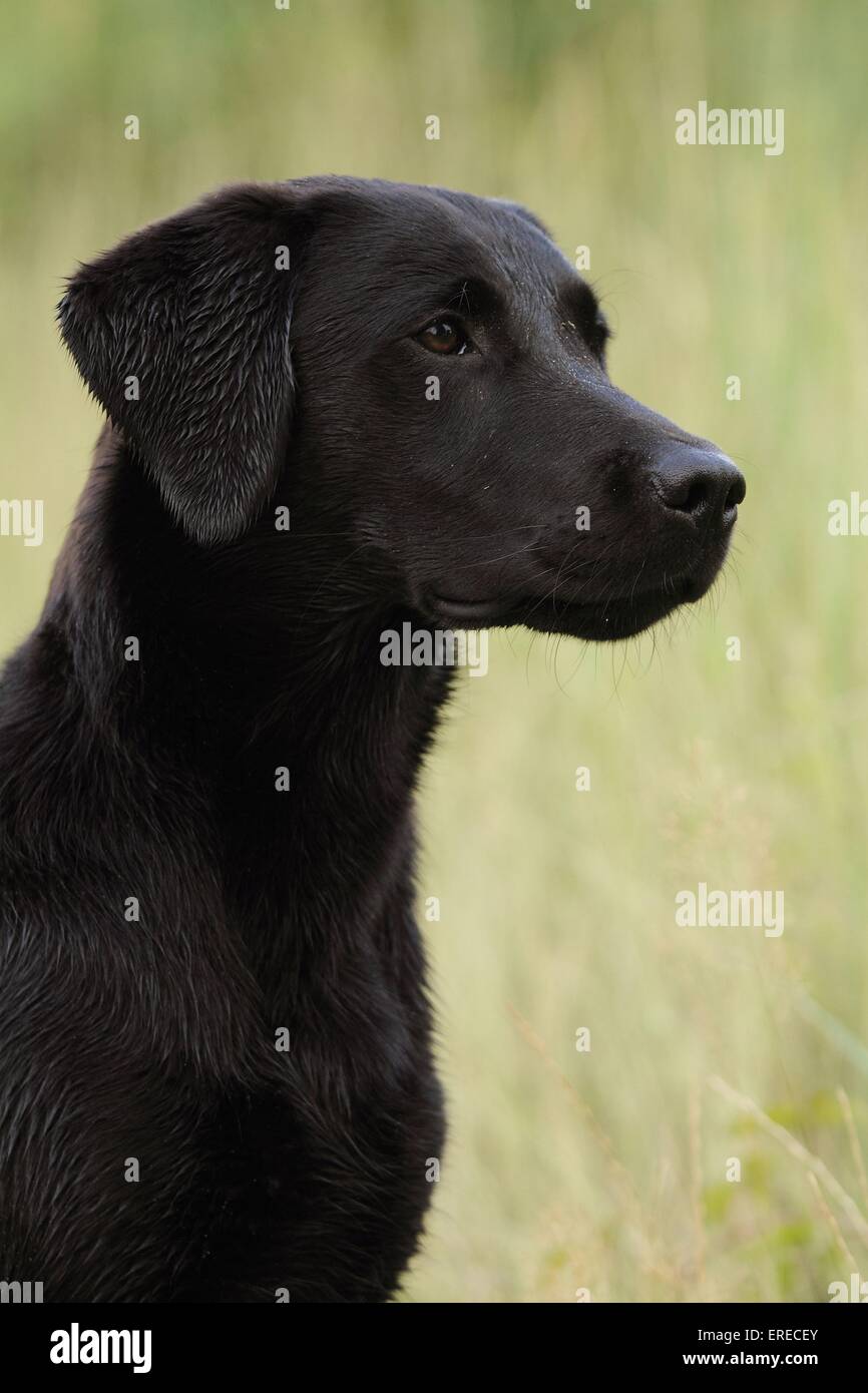Labrador Retriever Portrait Stock Photo - Alamy