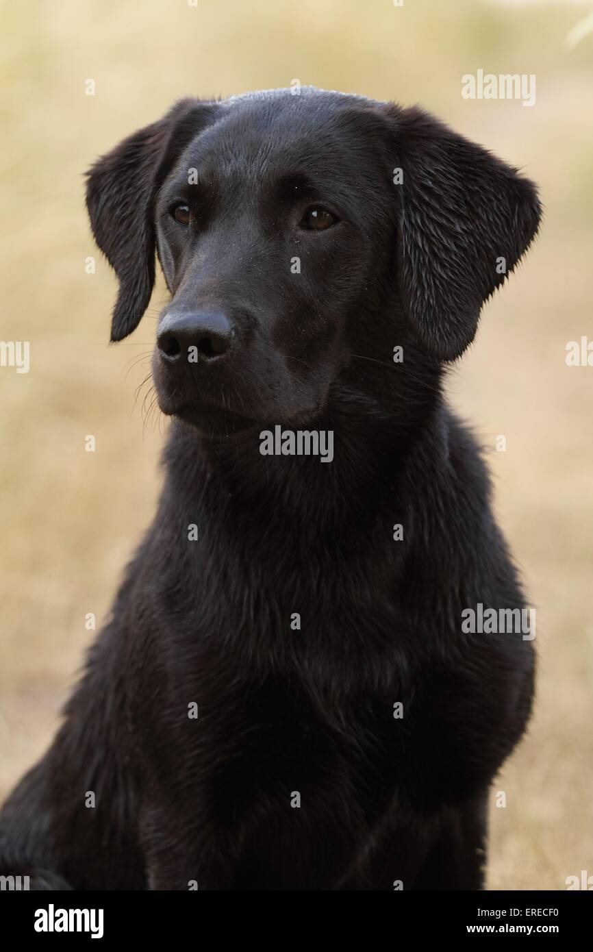 Labrador Retriever Portrait Stock Photo - Alamy