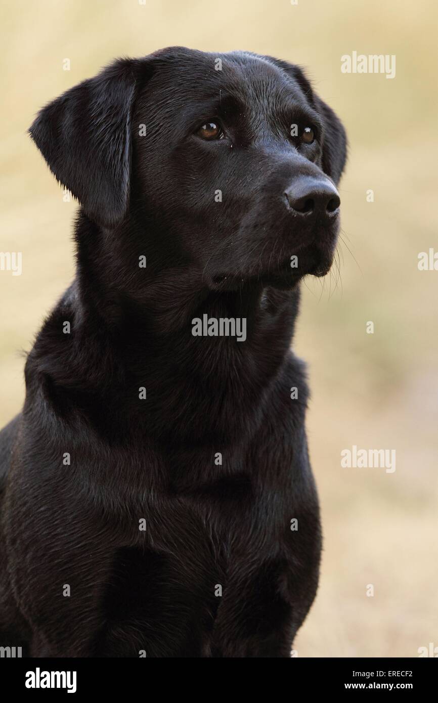 Labrador Retriever Portrait Stock Photo - Alamy