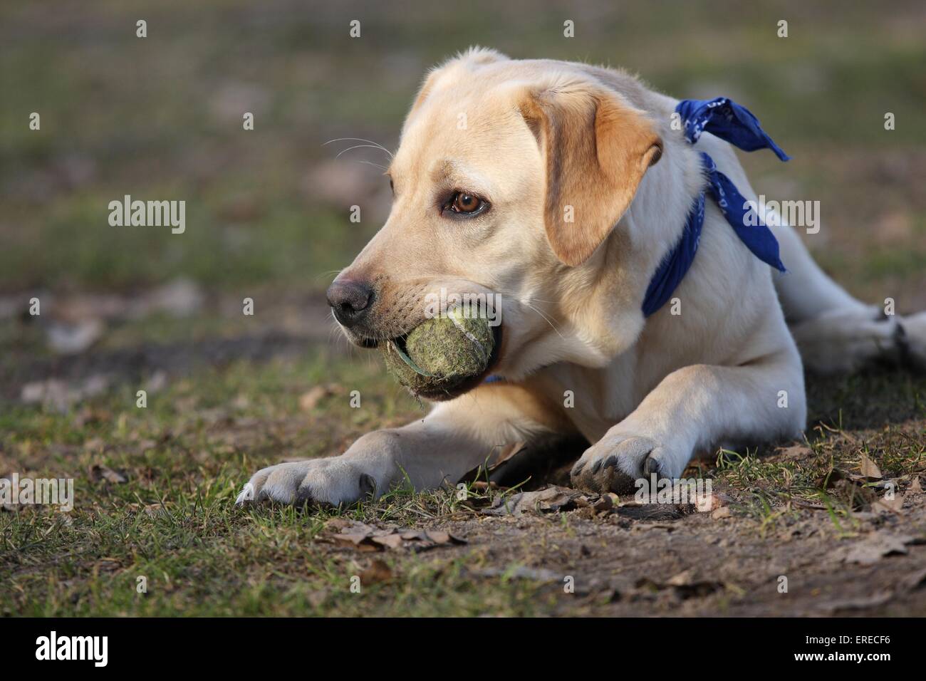 Ball retrievers hi-res stock photography and images - Alamy