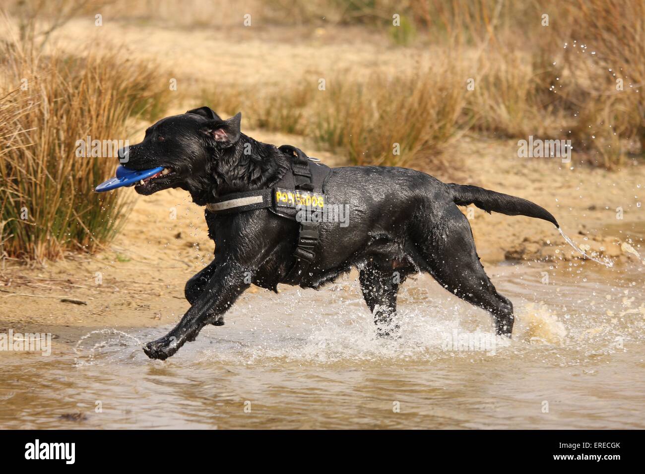 Black labrador retriever playing hi-res stock photography and images ...