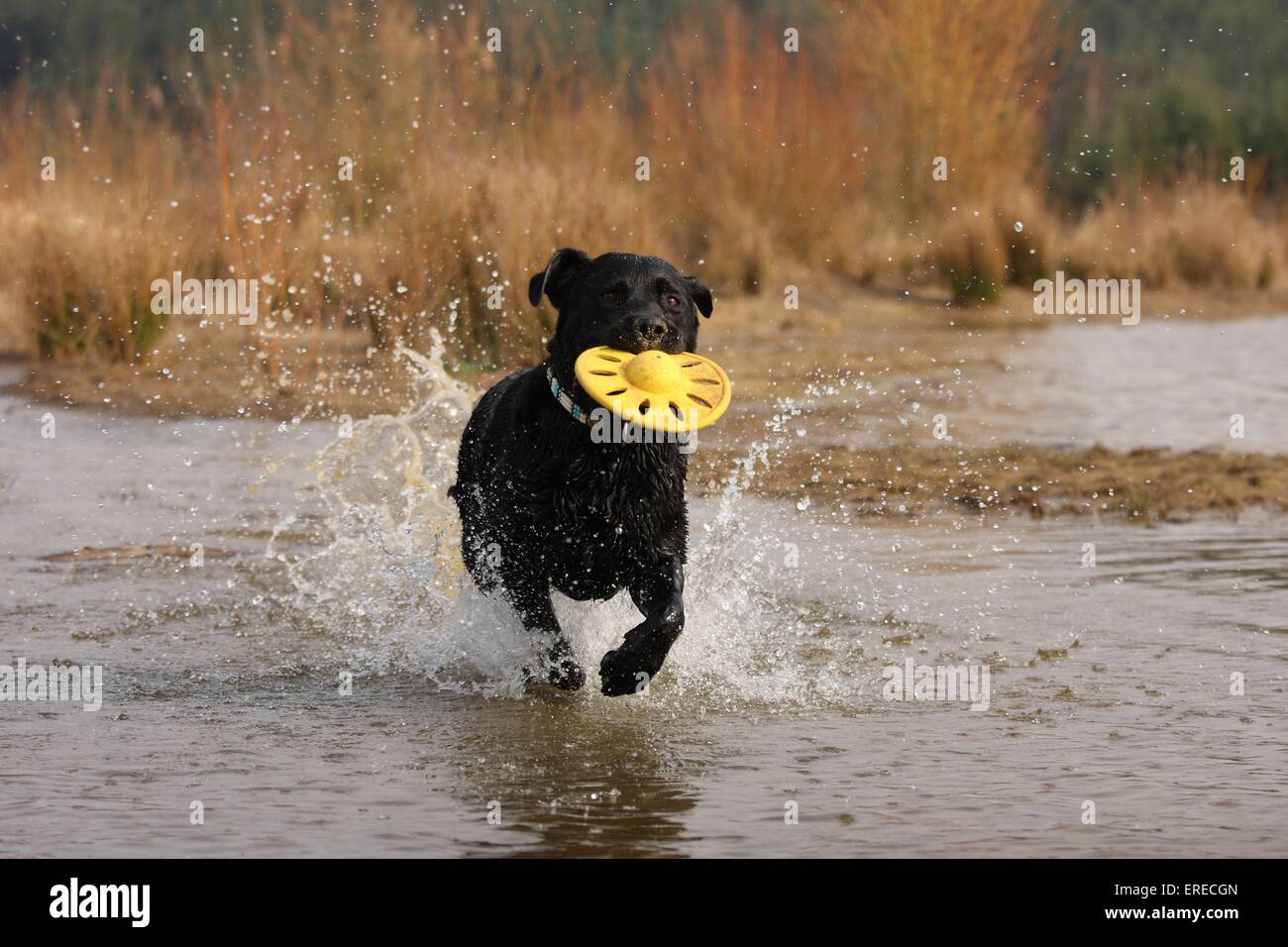 playing Labrador Retriever Stock Photo - Alamy