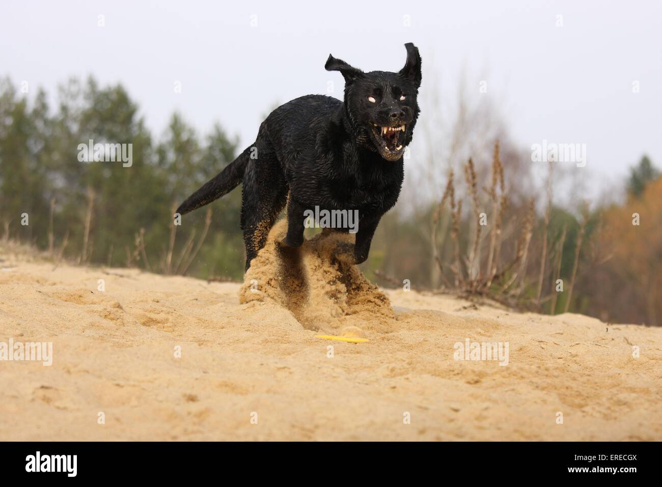 Funny black labrador hi-res stock photography and images - Alamy