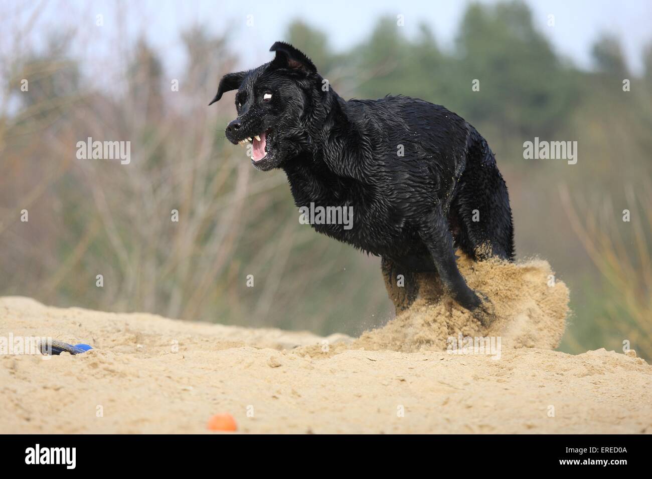 Black labrador retriever running hi-res stock photography and images ...