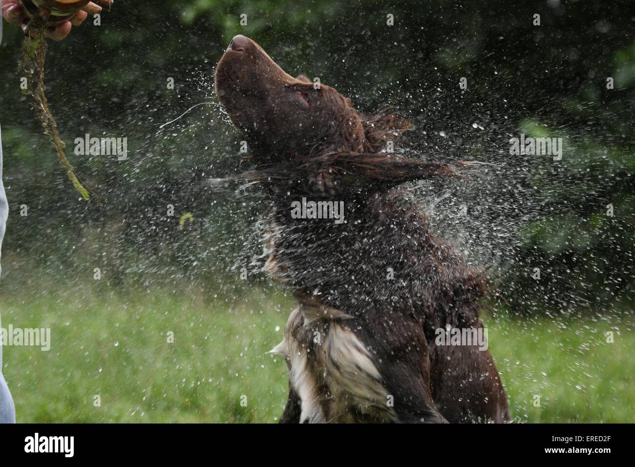 shaking small munsterlander dog Stock Photo - Alamy