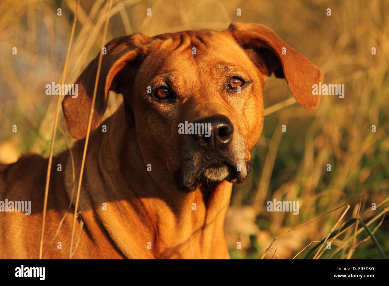 Rhodesian Ridgeback Portrait Stock Photo - Alamy