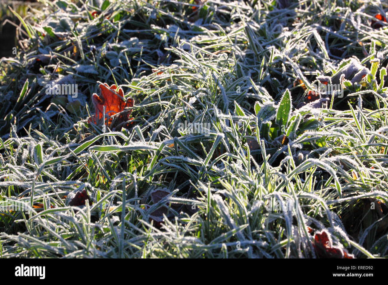 Frost grass hi-res stock photography and images - Alamy