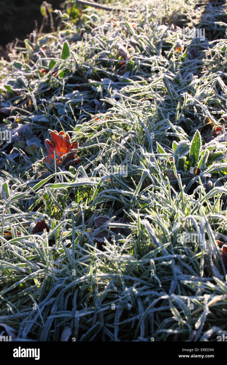 Frost grass hi-res stock photography and images - Alamy