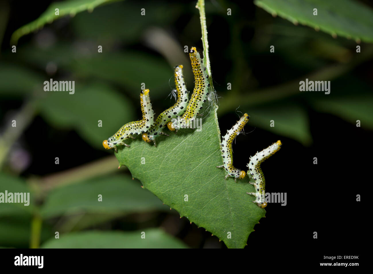 Five Large rose sawfly larvae Arge pagana feeding on rose leaf Stock ...