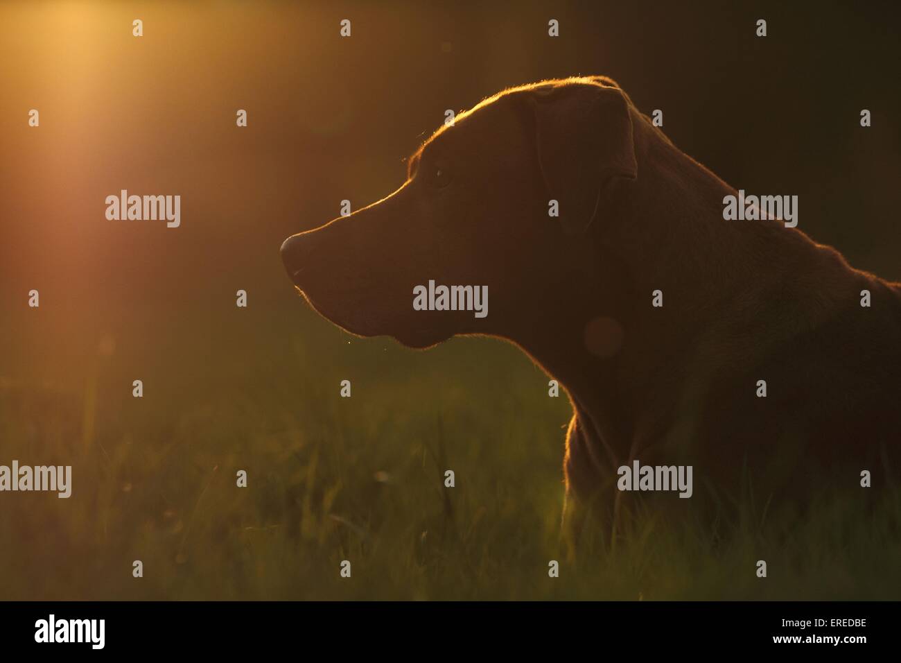 Rhodesian ridgeback silhouette hi-res stock photography and images - Alamy