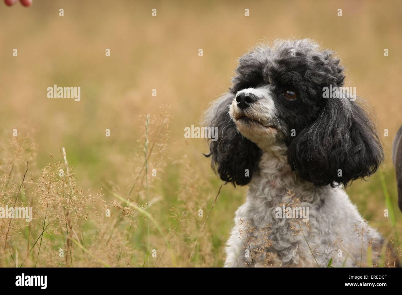Miniature Poodle Portrait Stock Photo - Alamy