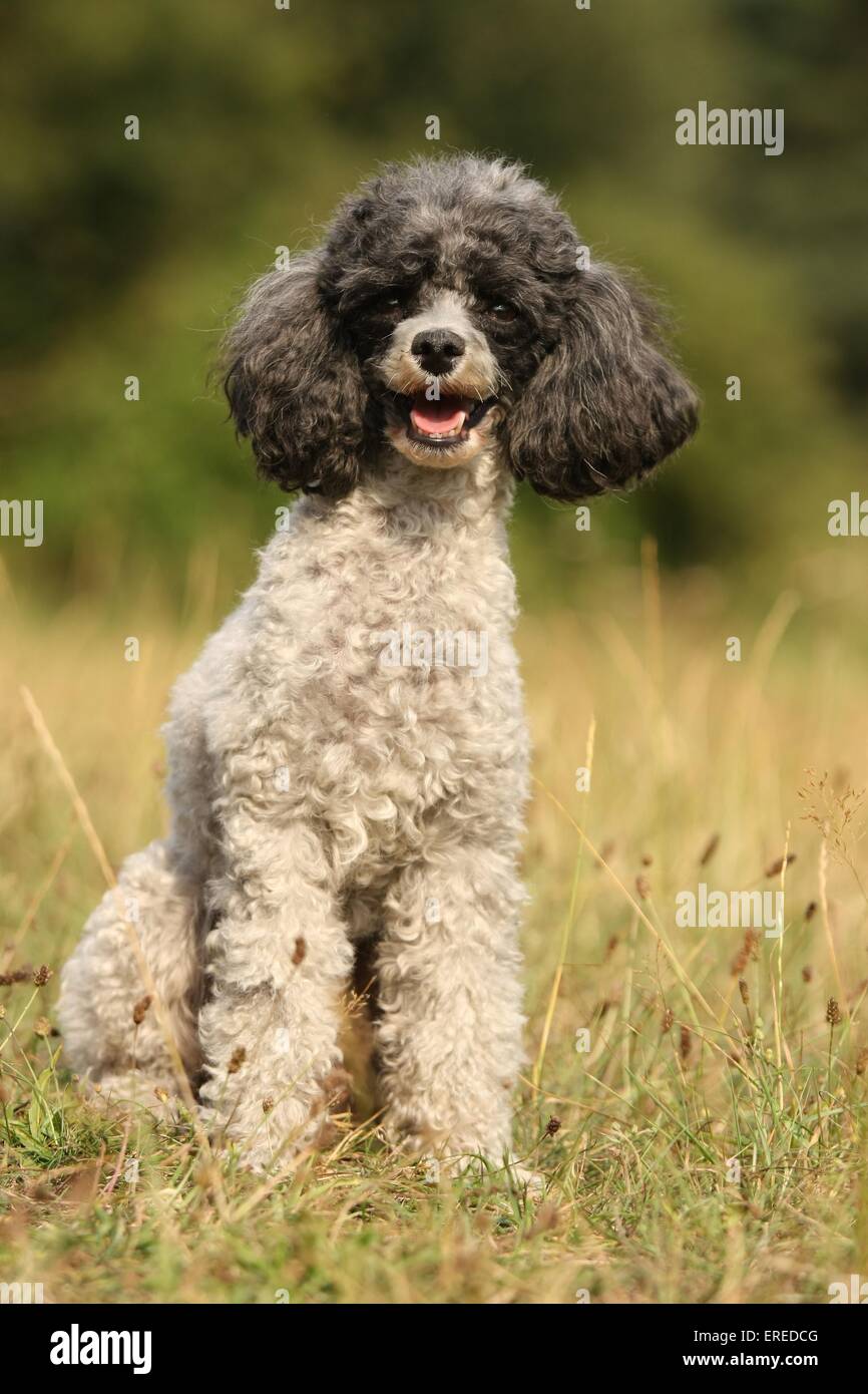 Black And White Miniature Poodle Dog High Resolution Stock Photography ...