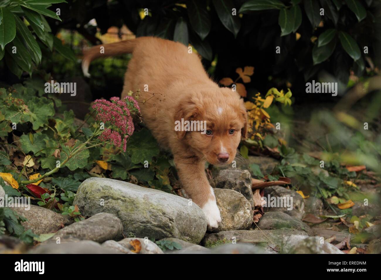 Toller puppies hi-res stock photography and images - Alamy