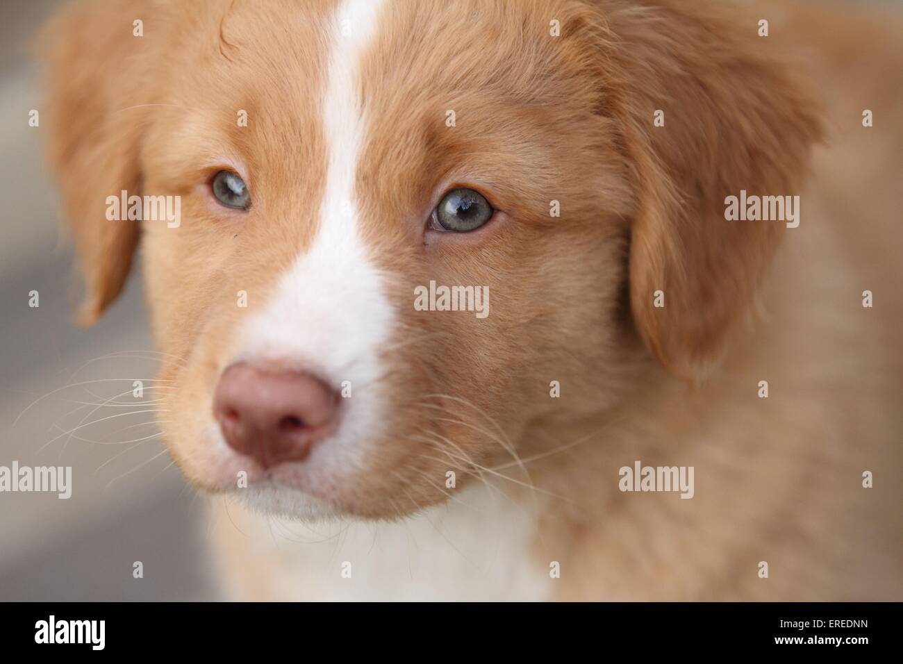 Puppy head shot hi-res stock photography and images - Alamy