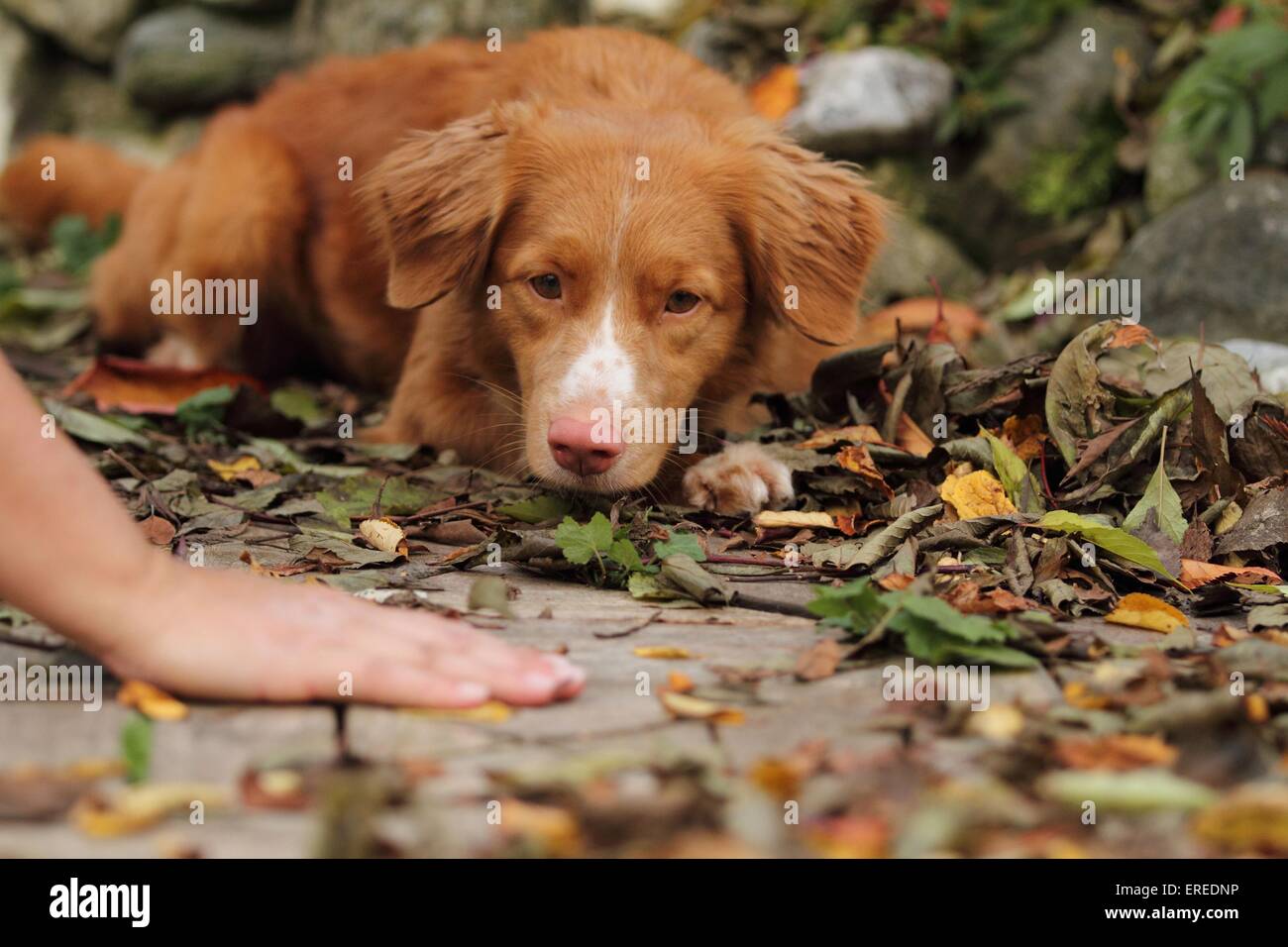 Toller down hi-res stock photography and images - Alamy