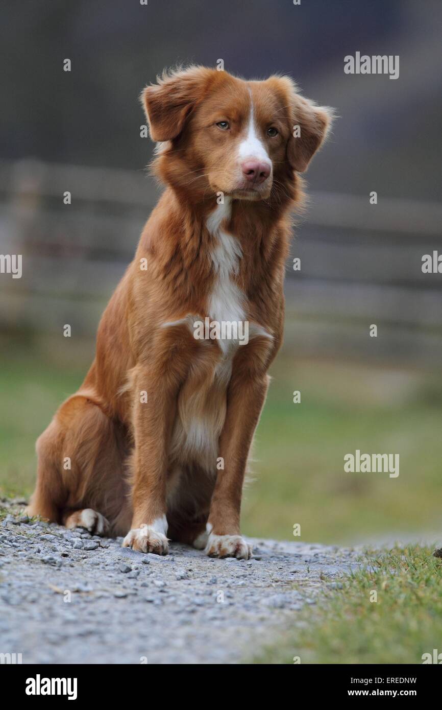 Sitting toller hi-res stock photography and images - Alamy