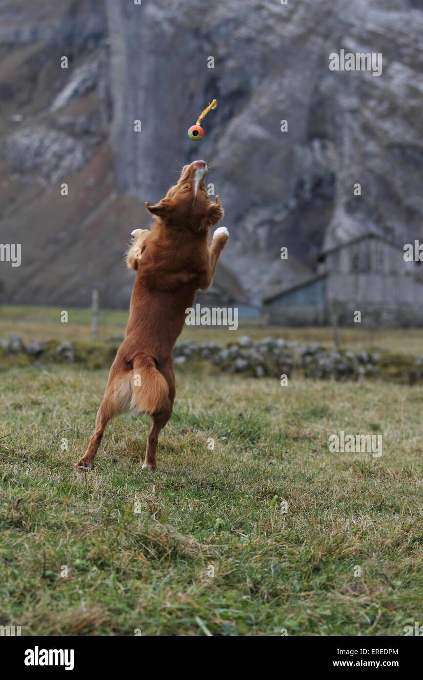 Leaping duck toller hi-res stock photography and images - Alamy