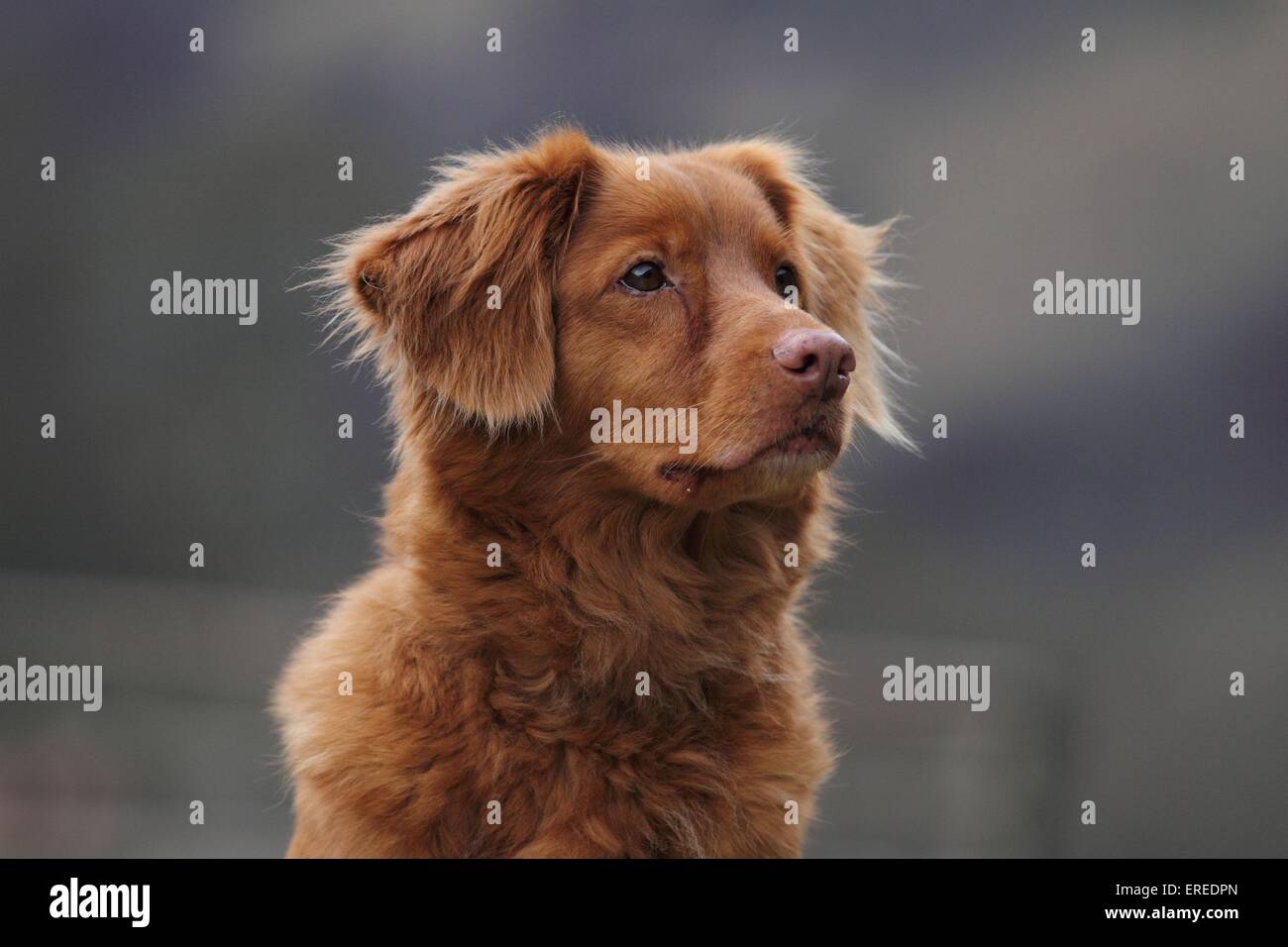 Toller portrait hi-res stock photography and images - Alamy