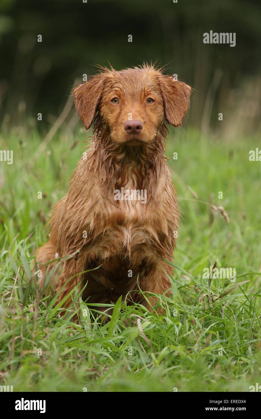 Wet toller hi-res stock photography and images - Alamy