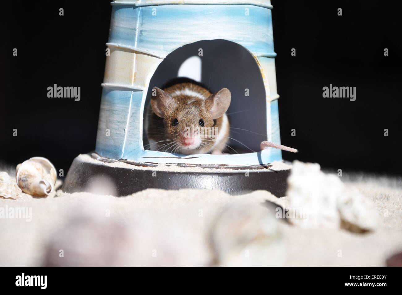 Piebald mice hi-res stock photography and images - Alamy