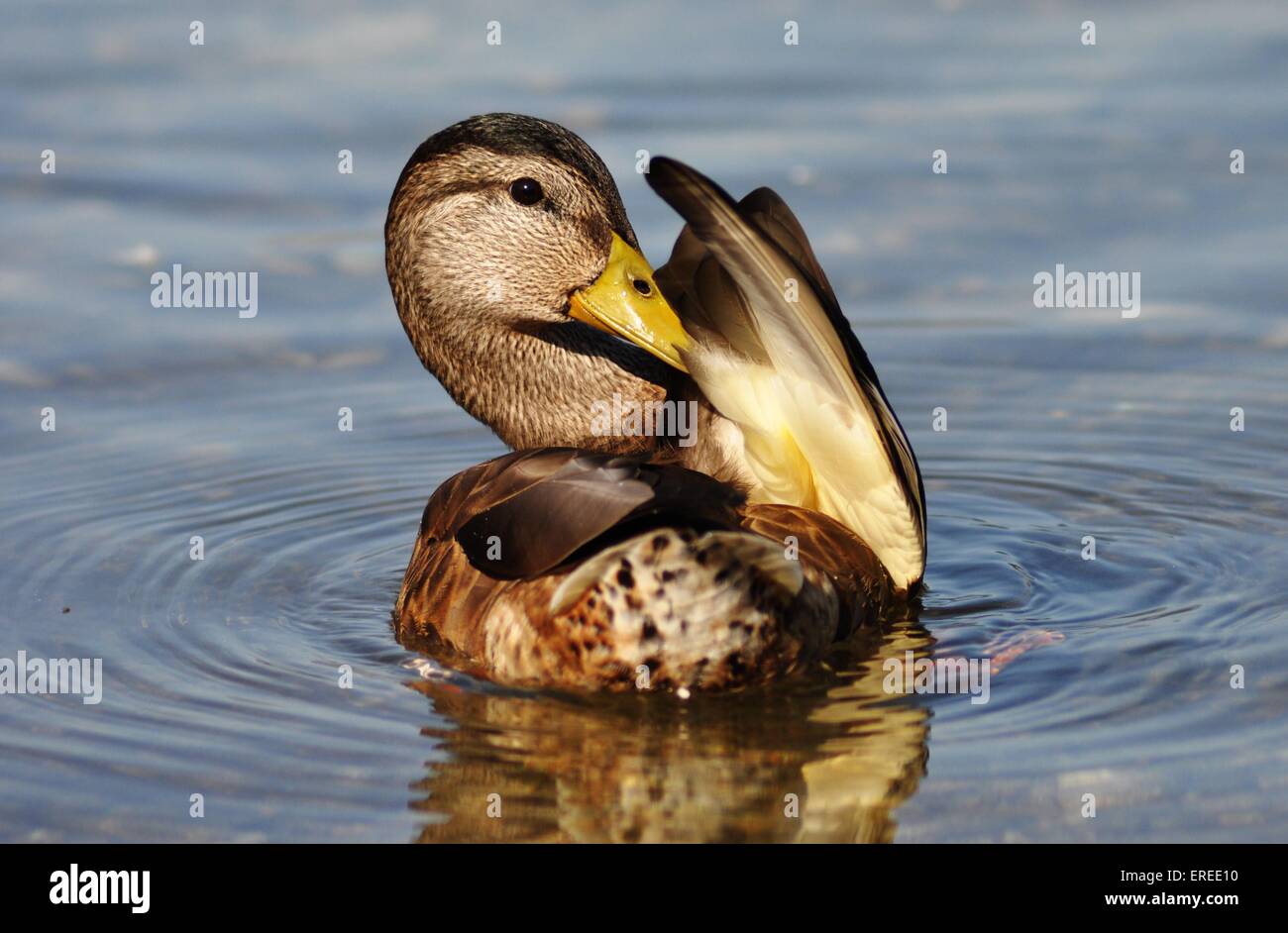 Mallard rear view hi-res stock photography and images - Alamy