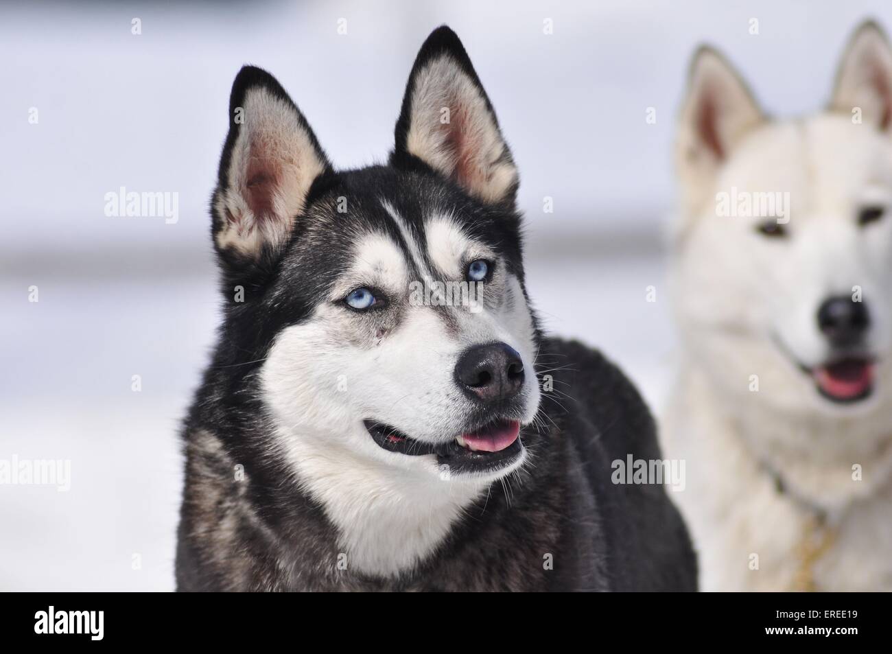 Siberian Husky Portrait Stock Photo - Alamy