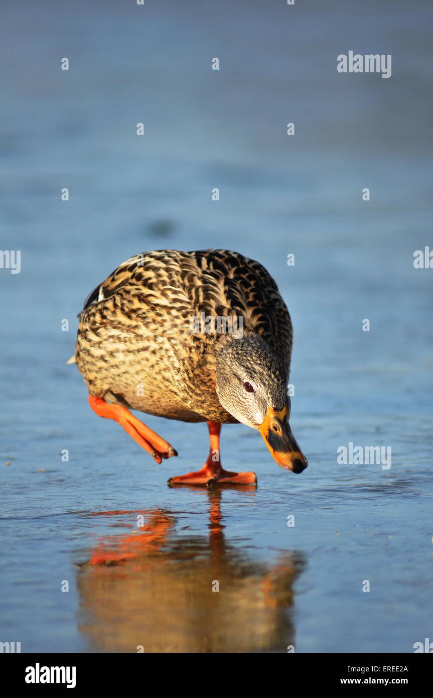 Size as a mallard hi-res stock photography and images - Alamy