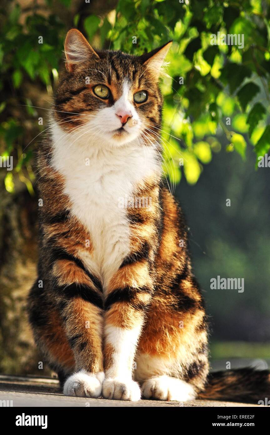 sitting domestic cat Stock Photo - Alamy