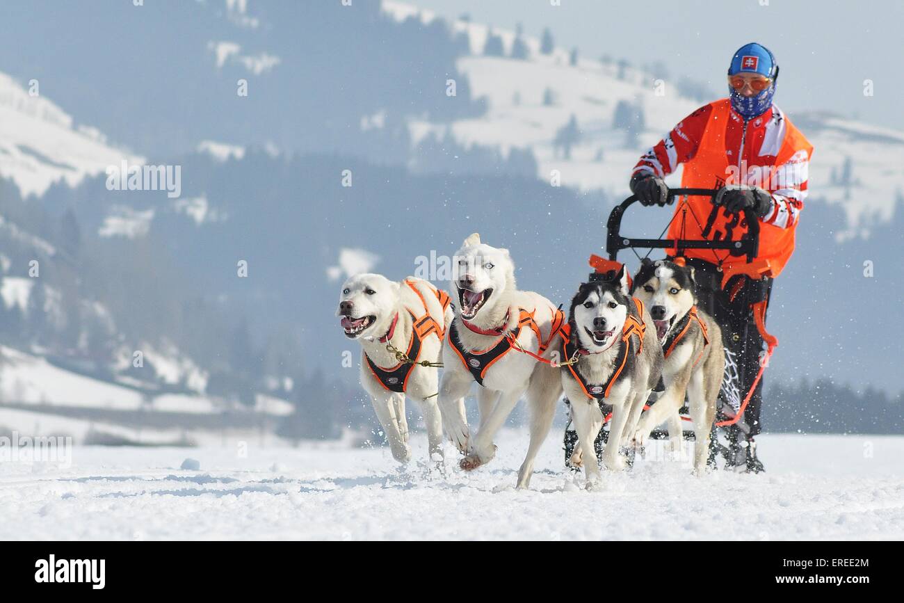 Siberian huskies group hi-res stock photography and images - Alamy