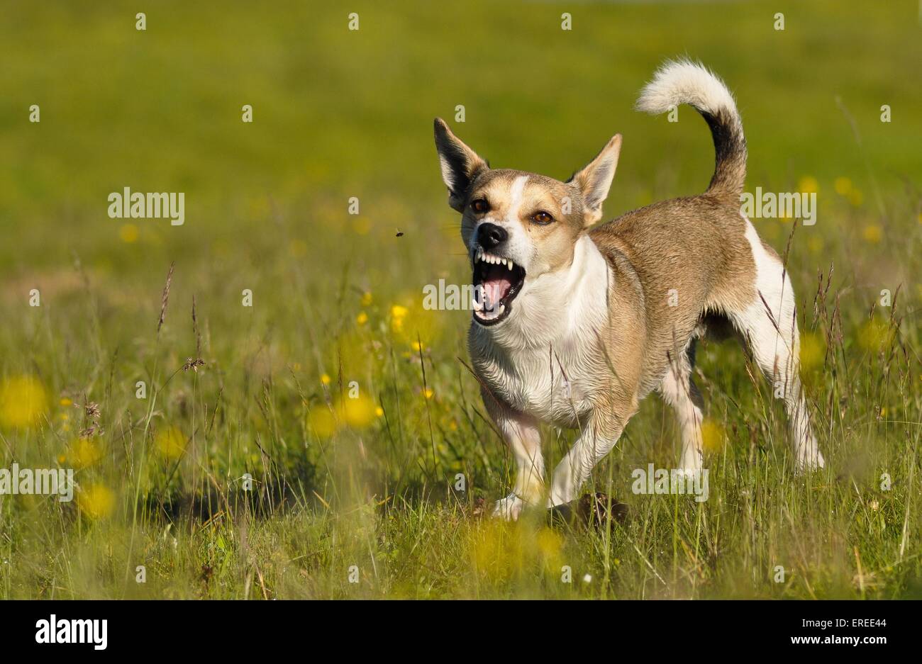Frontal attacks hi-res stock photography and images - Alamy