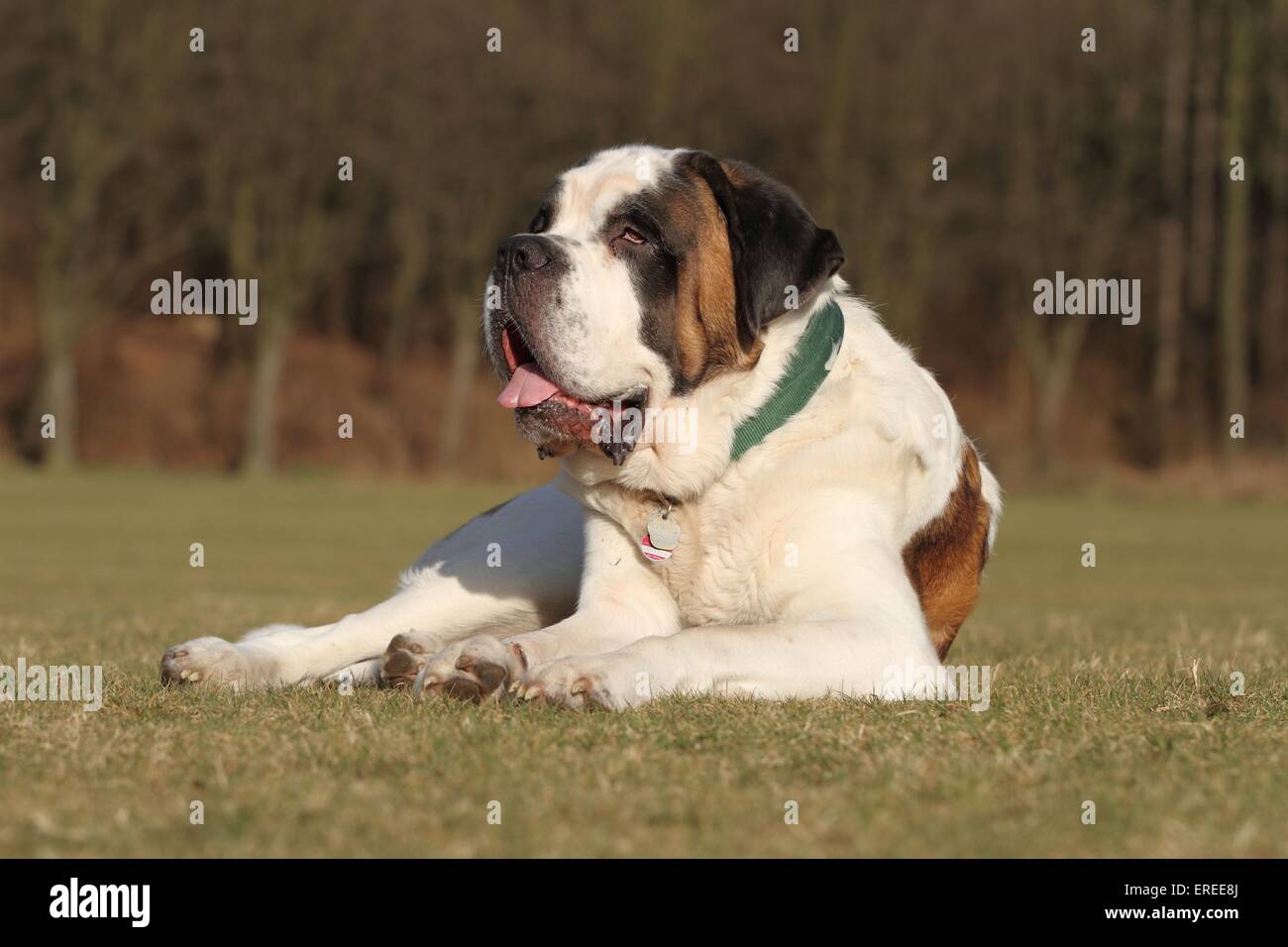 lying Saint Bernard Stock Photo - Alamy