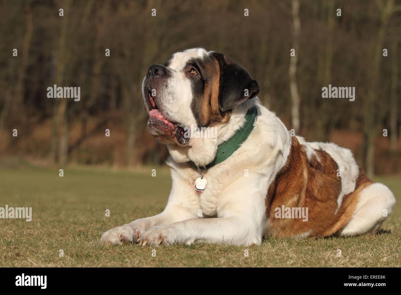 St bernard dog hi-res stock photography and images - Alamy
