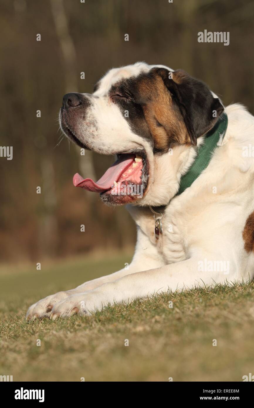 lying Saint Bernard Stock Photo - Alamy