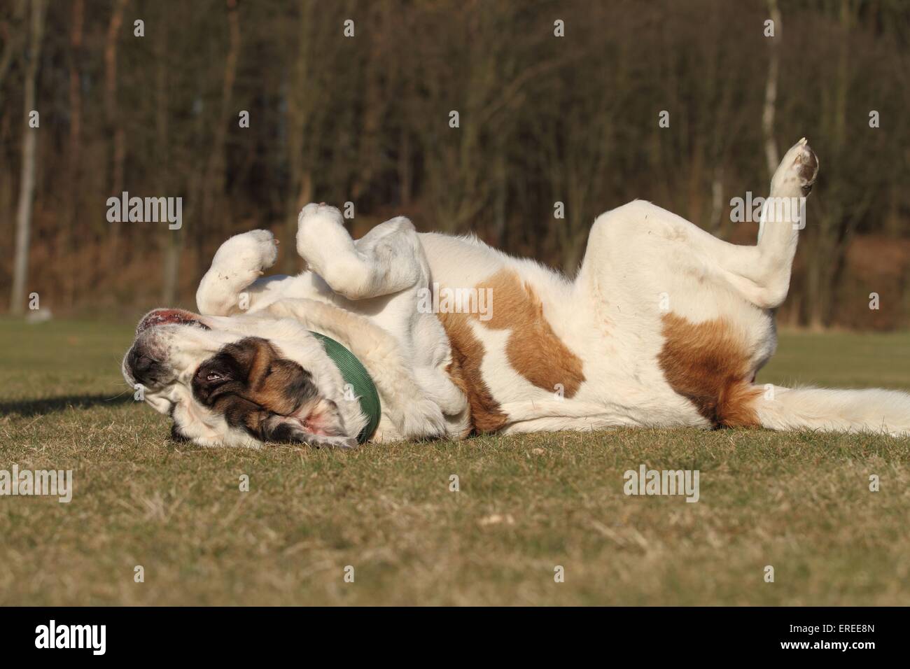 rolling Saint Bernard Stock Photo - Alamy