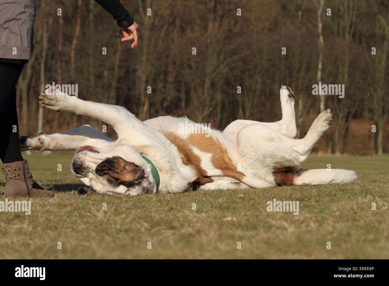 rolling Saint Bernard Stock Photo - Alamy