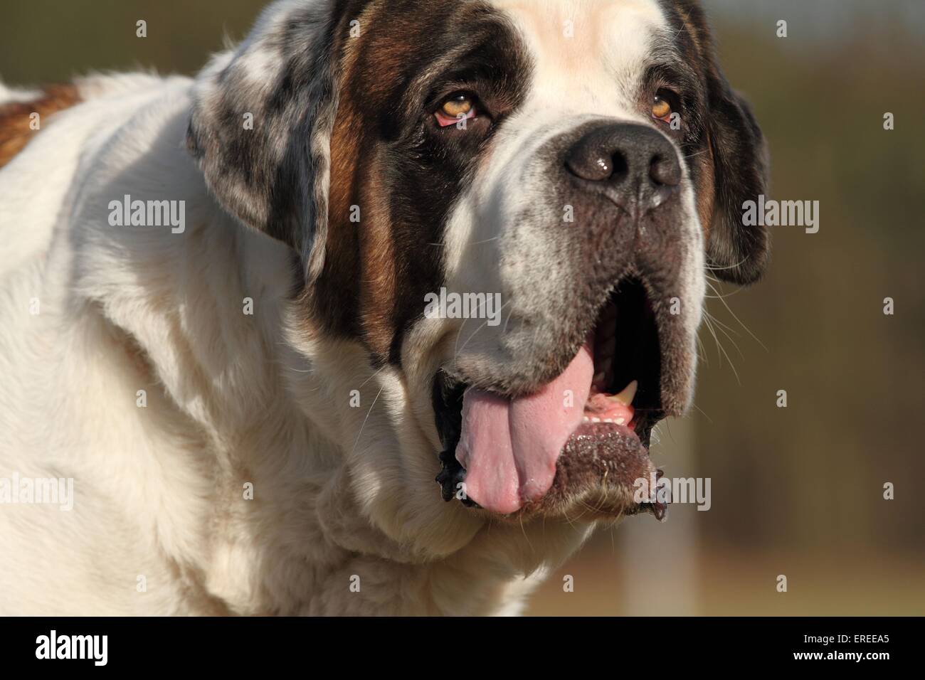 Saint bernarddog or saint bernards dogs hi-res stock photography and images - Alamy