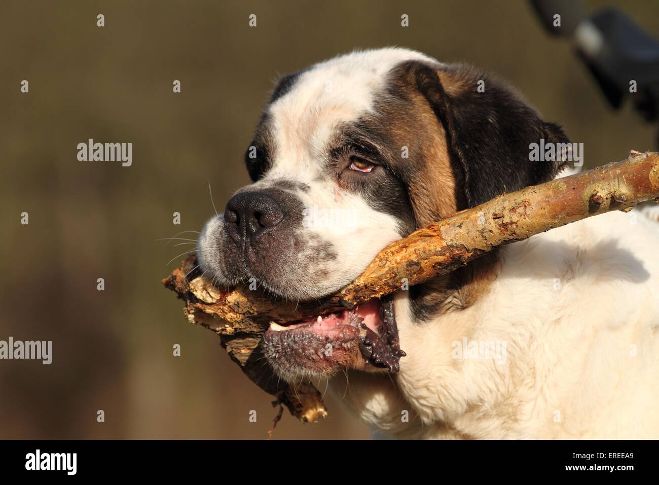 Saint Bernard Portrait Stock Photo - Alamy