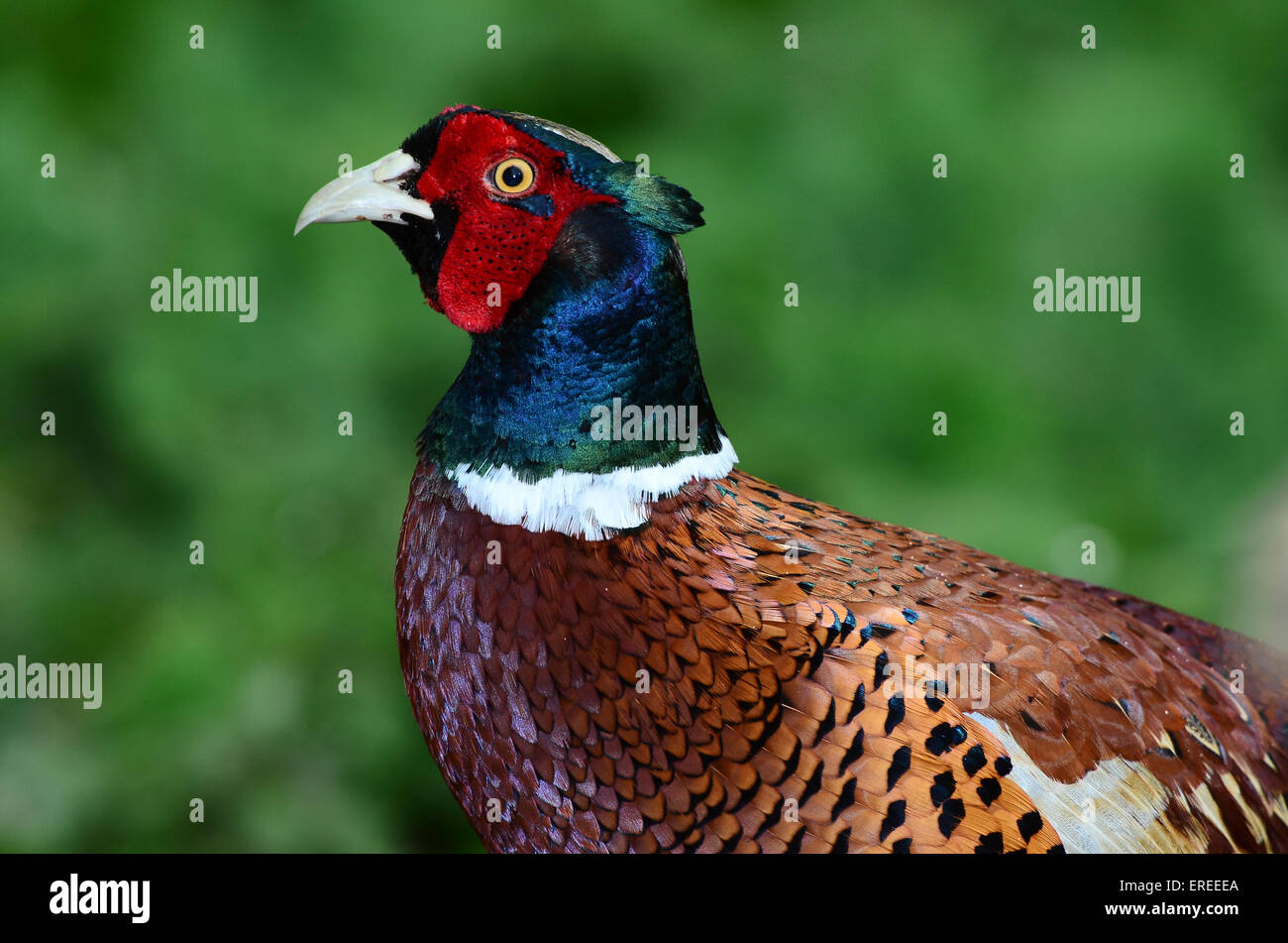 Pheasant Close High Resolution Stock Photography and Images - Alamy