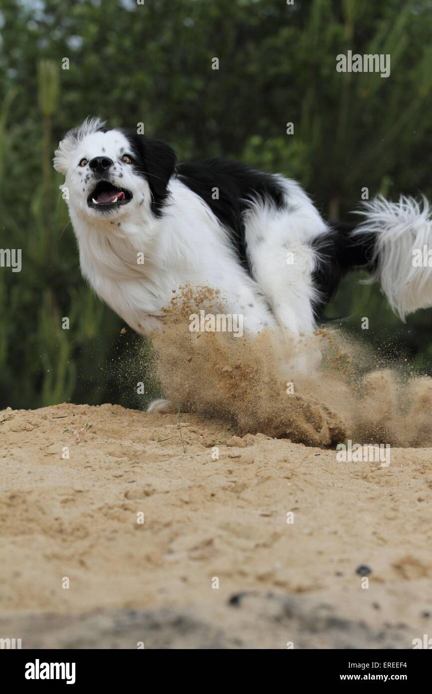 running Border Collie Stock Photo - Alamy