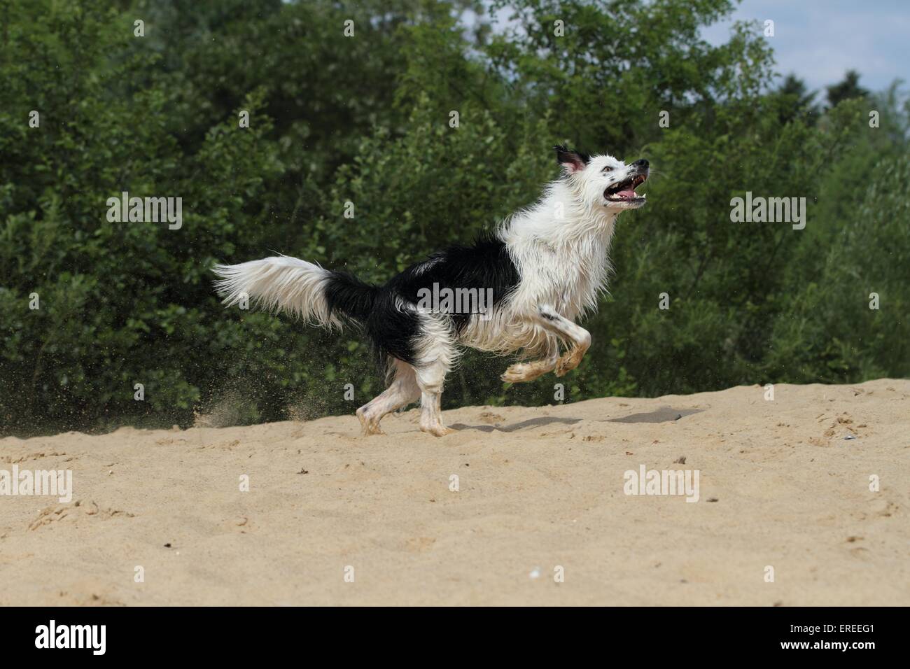 running Border Collie Stock Photo - Alamy