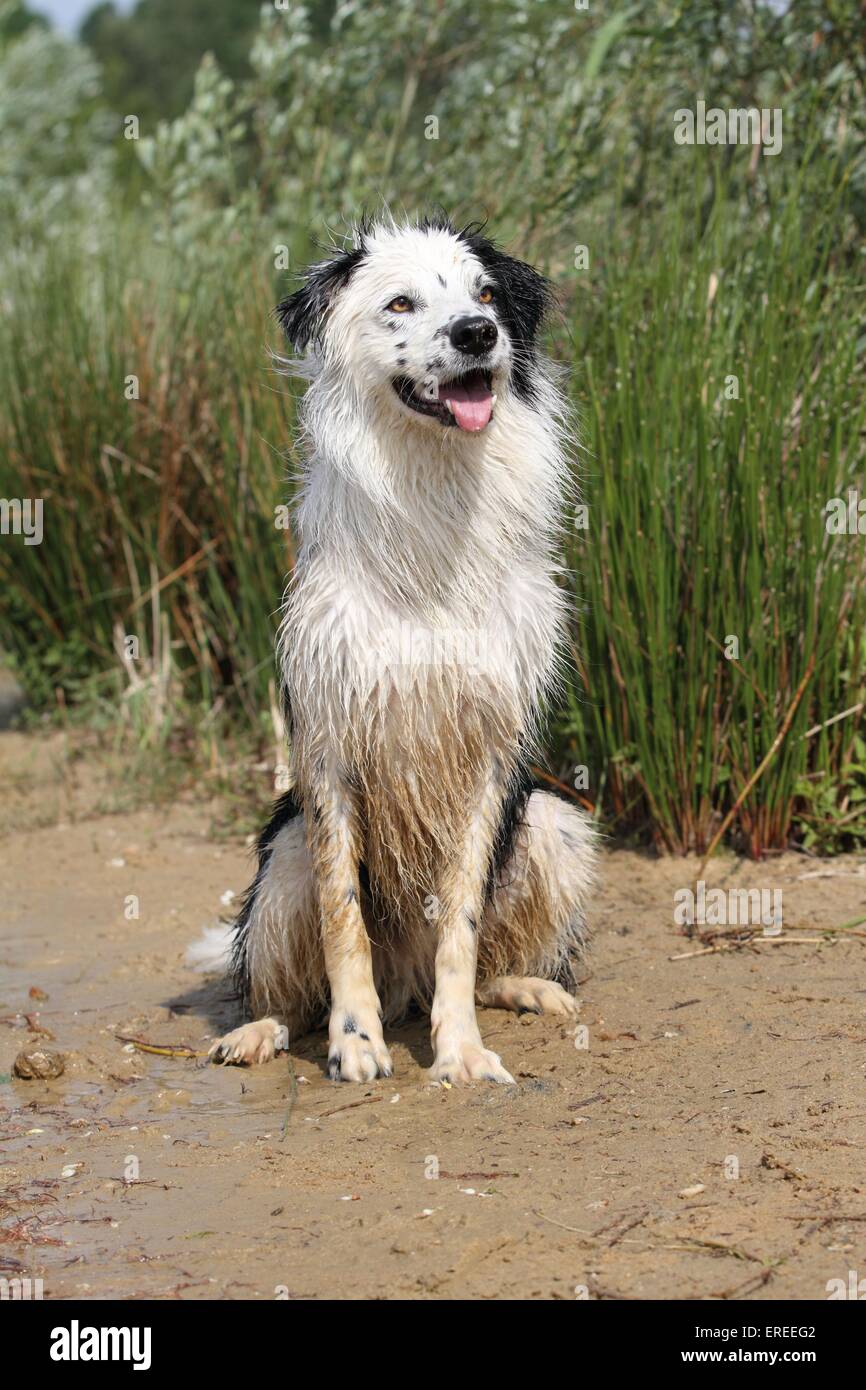 sitting Border Collie Stock Photo - Alamy