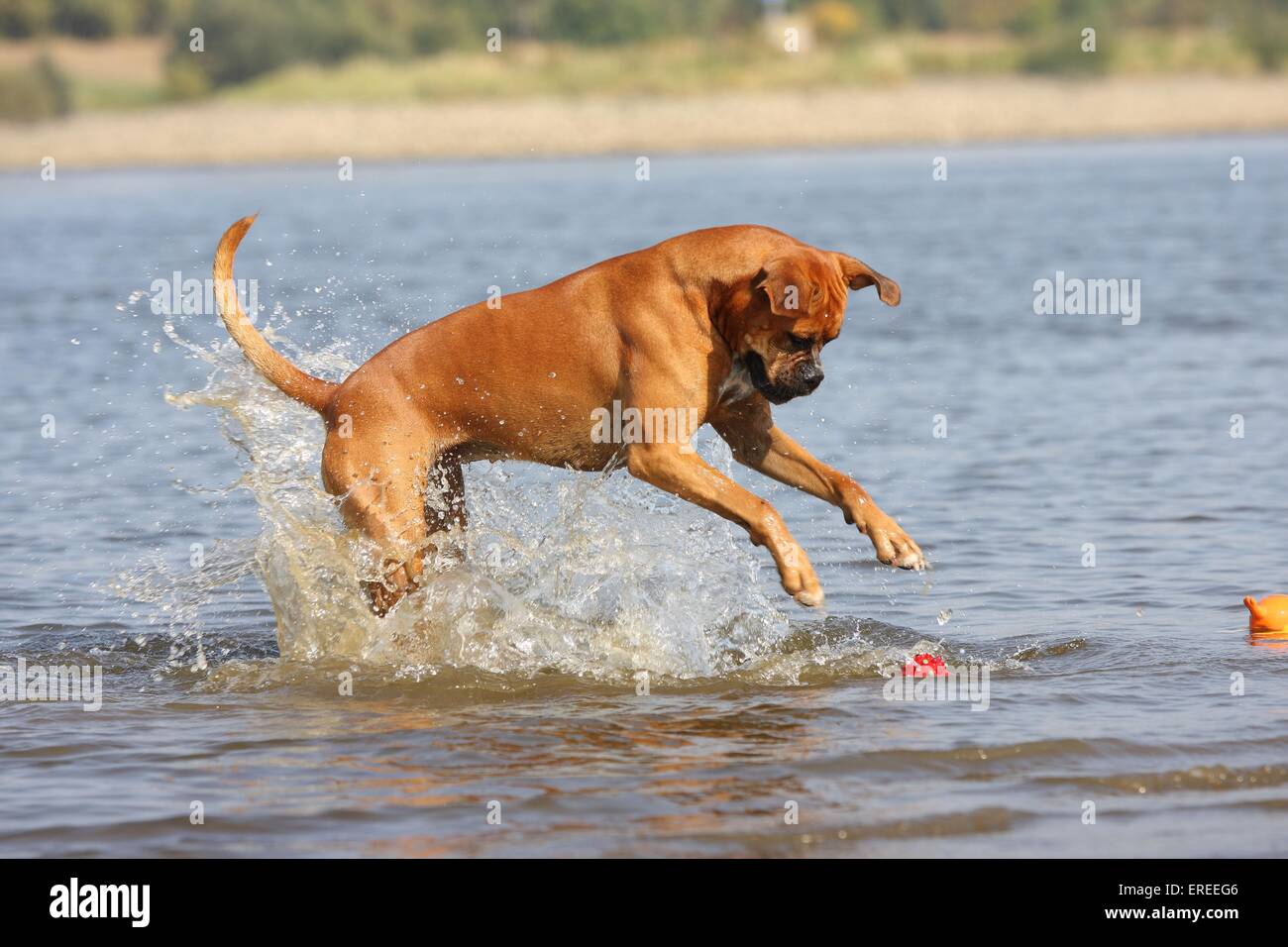 Boxer dog bath hi-res stock photography and images - Alamy