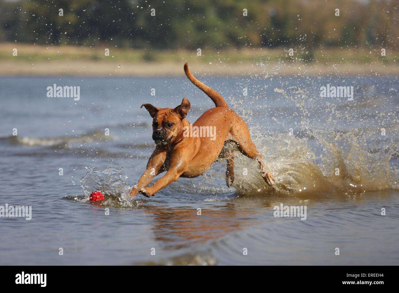 playing German Boxer Stock Photo - Alamy
