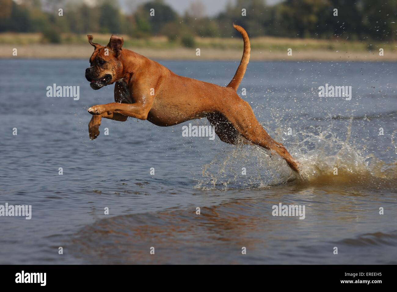 running German Boxer Stock Photo - Alamy