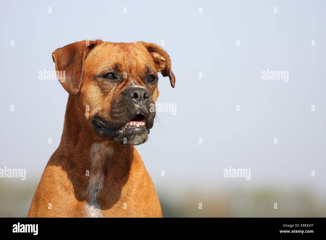 German Boxer Portrait Stock Photo - Alamy