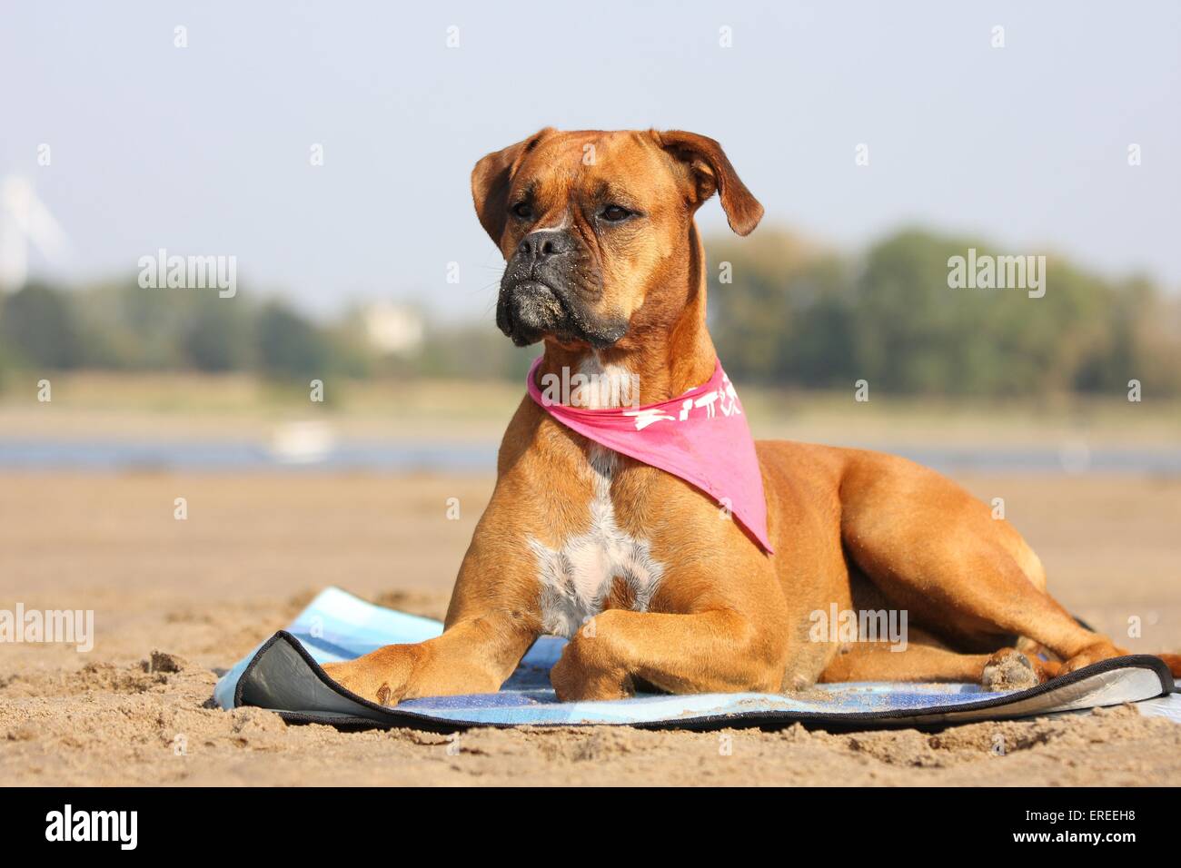 lying German Boxer Stock Photo - Alamy