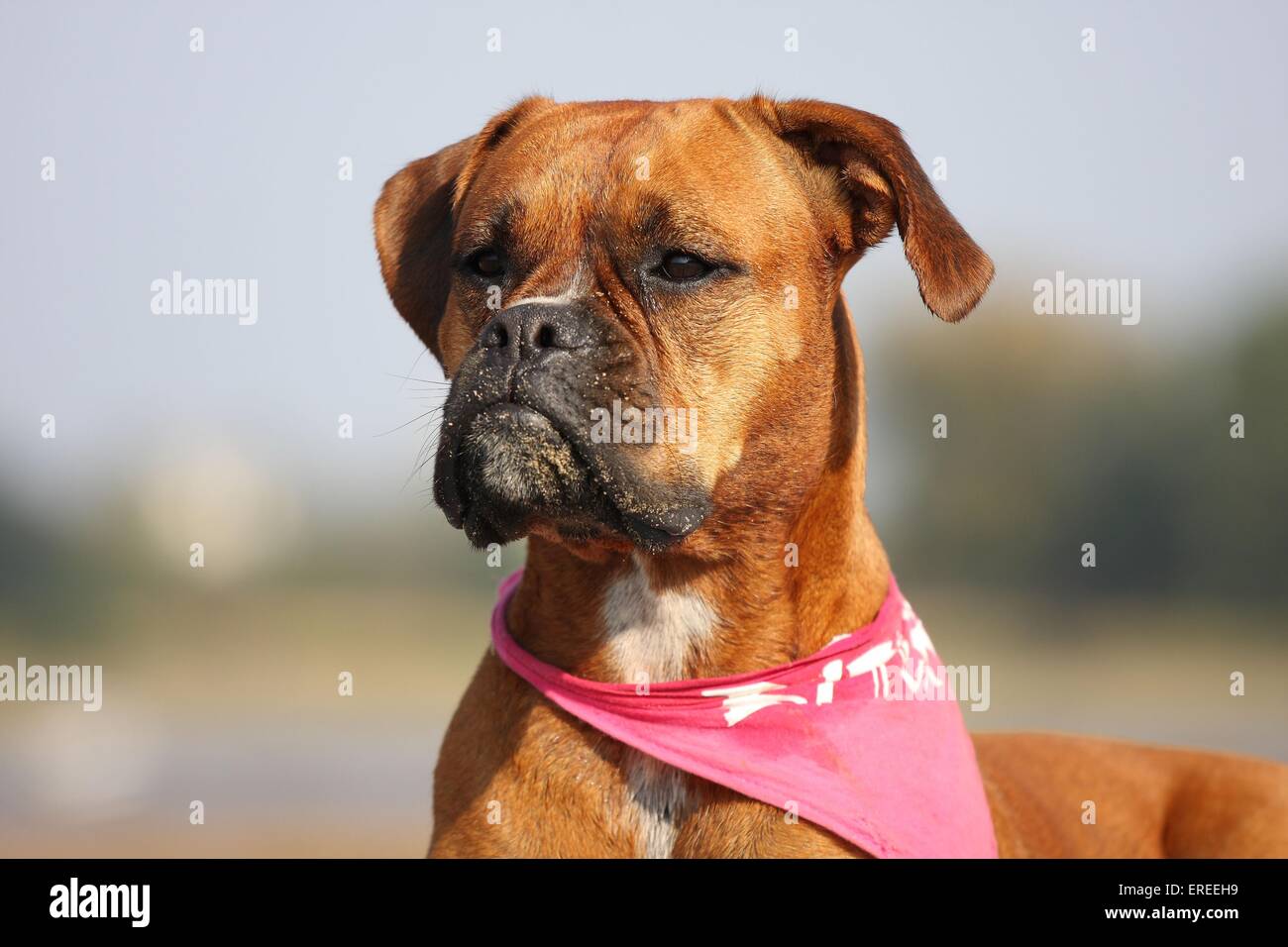 German Boxer Portrait Stock Photo - Alamy