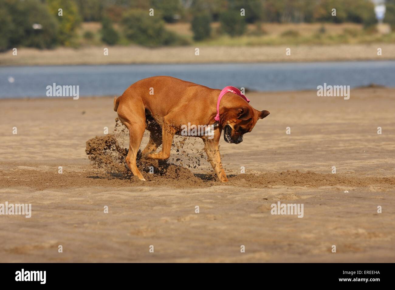digging German Boxer Stock Photo - Alamy